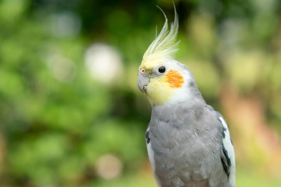 Papuga nimfa – charakterystyka, cena, żywienie, hodowla