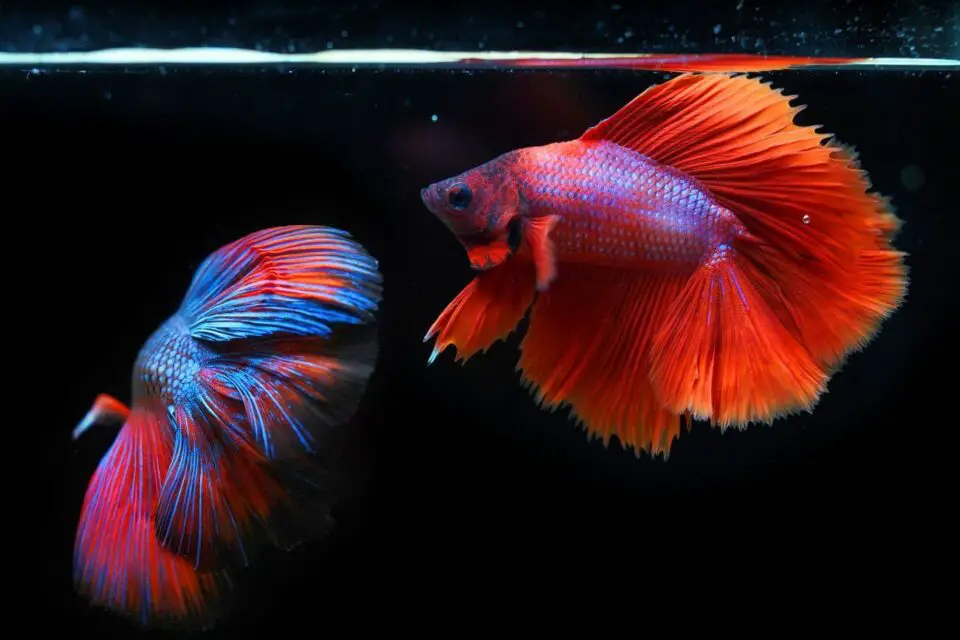 Welonki – wszystkie informacje o gatunku