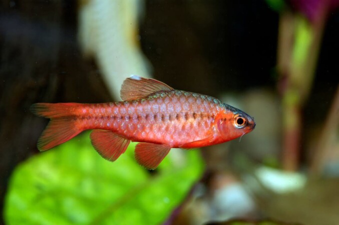 Karaś ozdobny – ryba do oczka wodnego i do akwarium | Zwierzaki