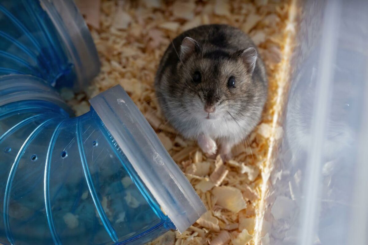 Chomik – opis, żywienie, cena, ile żyje? | Zwierzaki