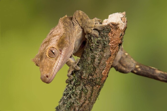 Gekon orzęsiony – ile żyje? Cena, hodowla, terrarium