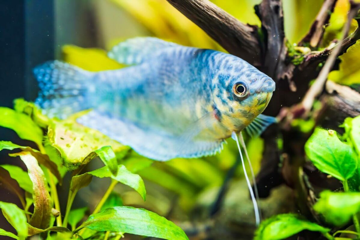 Neonki – ryby z Ameryki Południowej. Wymagania, rodzaje