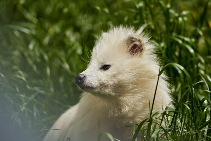 Jenot azjatycki - występowanie, wygląd | Zwierzaki