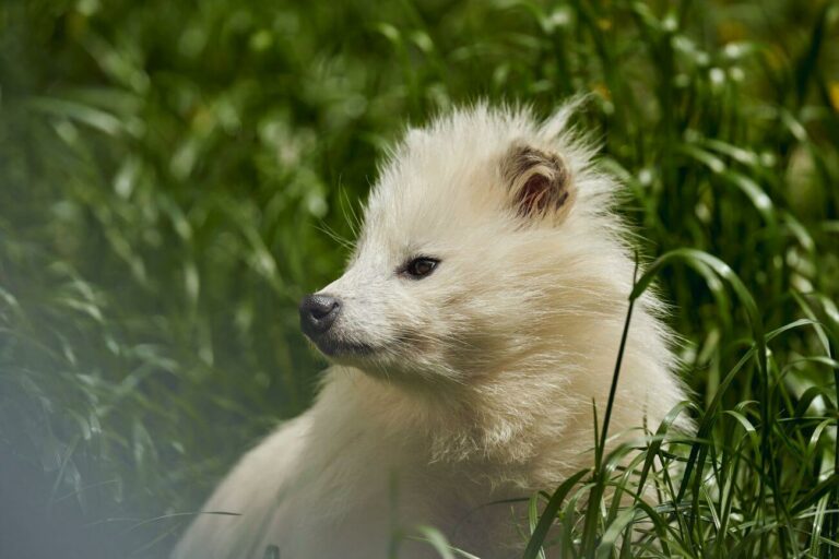 Jenot azjatycki - występowanie, wygląd | Zwierzaki