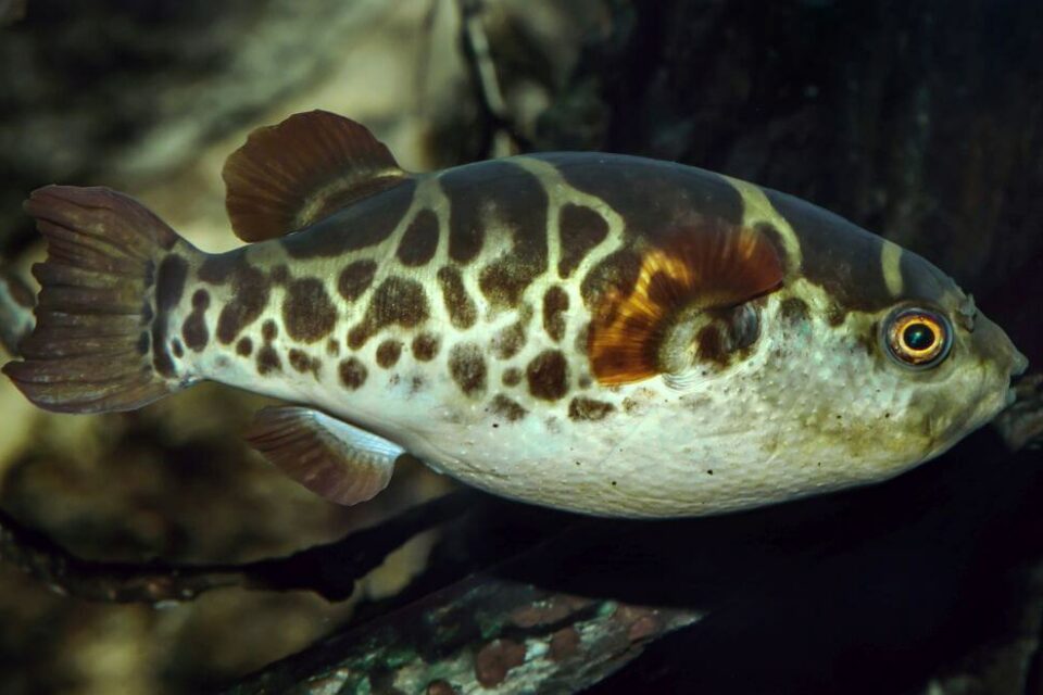 Neonki – ryby z Ameryki Południowej. Wymagania, rodzaje