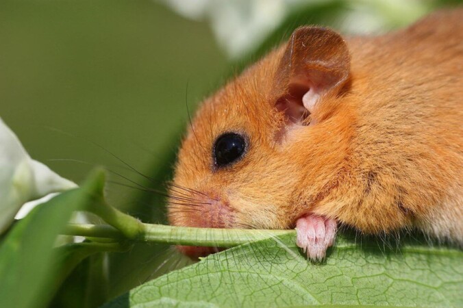 Gryzonie domowe – odżywianie, wygląd i charakter | Zwierzaki