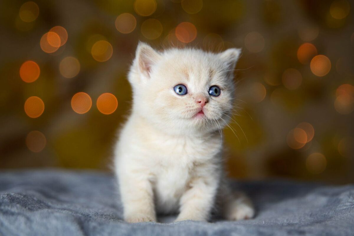 Rasy kotów ️ Poznaj najpopularniejsze kocie rasy!