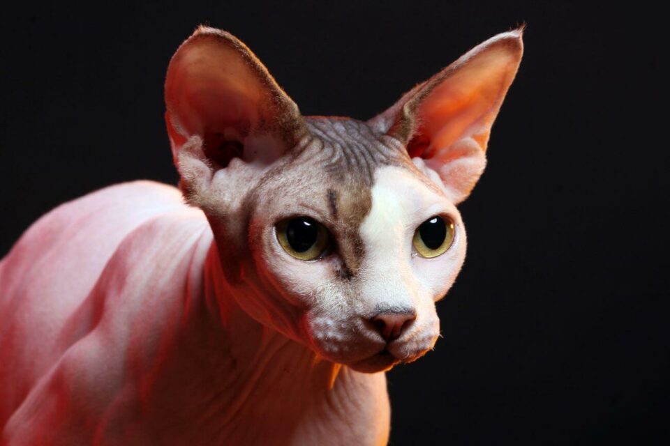 Koty bez sierści – poznaj rasy bezwłosych mruczków | Zwierzaki