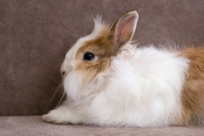 Królik rex – opis rasy i porady dotyczące utrzymania | Zwierzaki