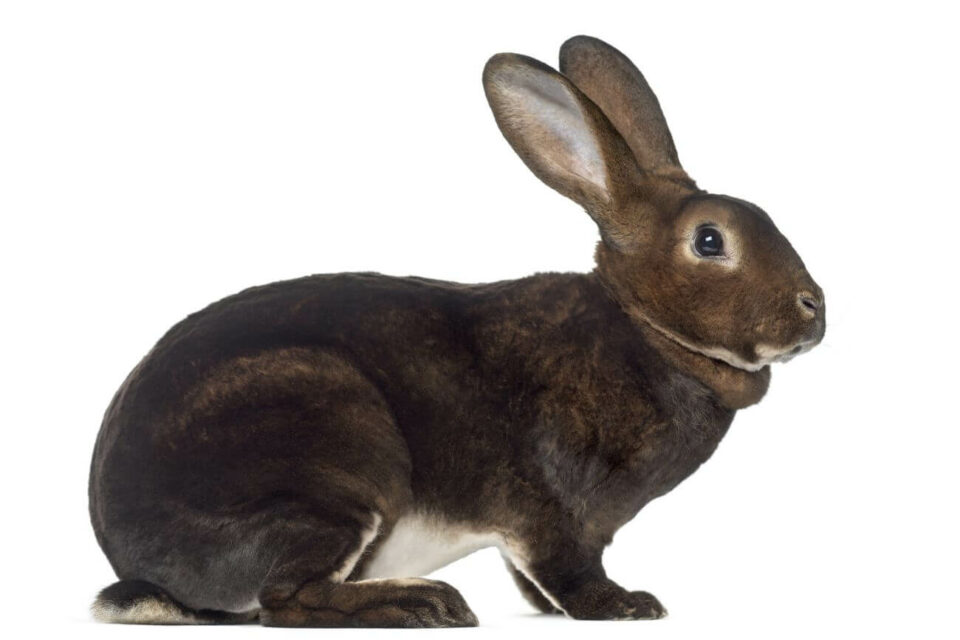 Króliki – hodowla, rasy, informacje | Zwierzaki