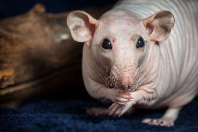 Gryzonie domowe – odżywianie, wygląd i charakter | Zwierzaki