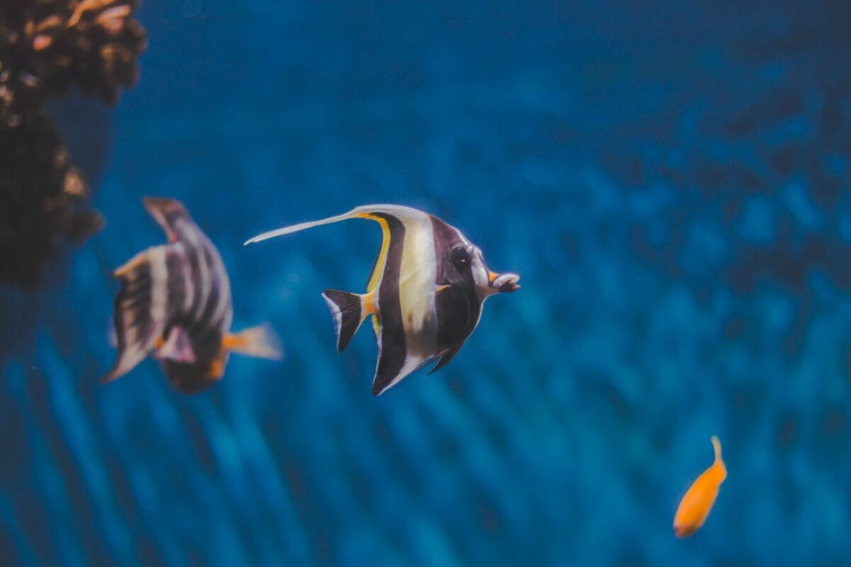 Neonki – ryby z Ameryki Południowej. Wymagania, rodzaje