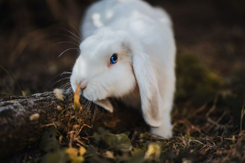 Królik angora – charakterystyka rasy, hodowla, pielęgnacja