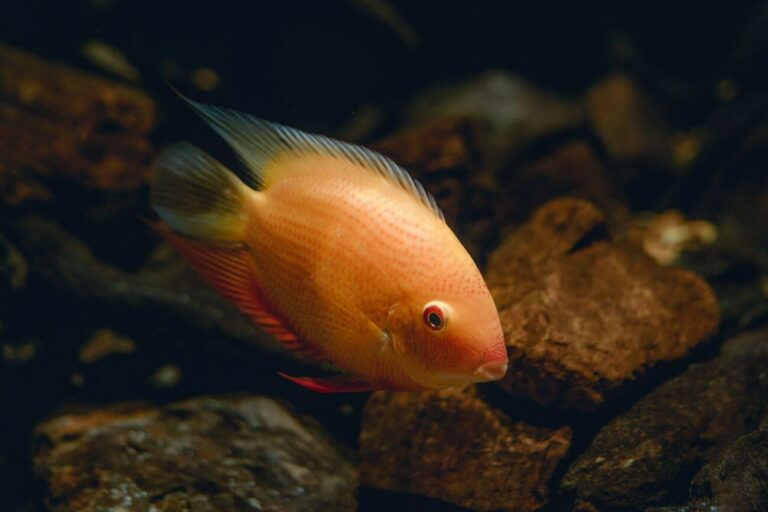 Welonki – wszystkie informacje o gatunku