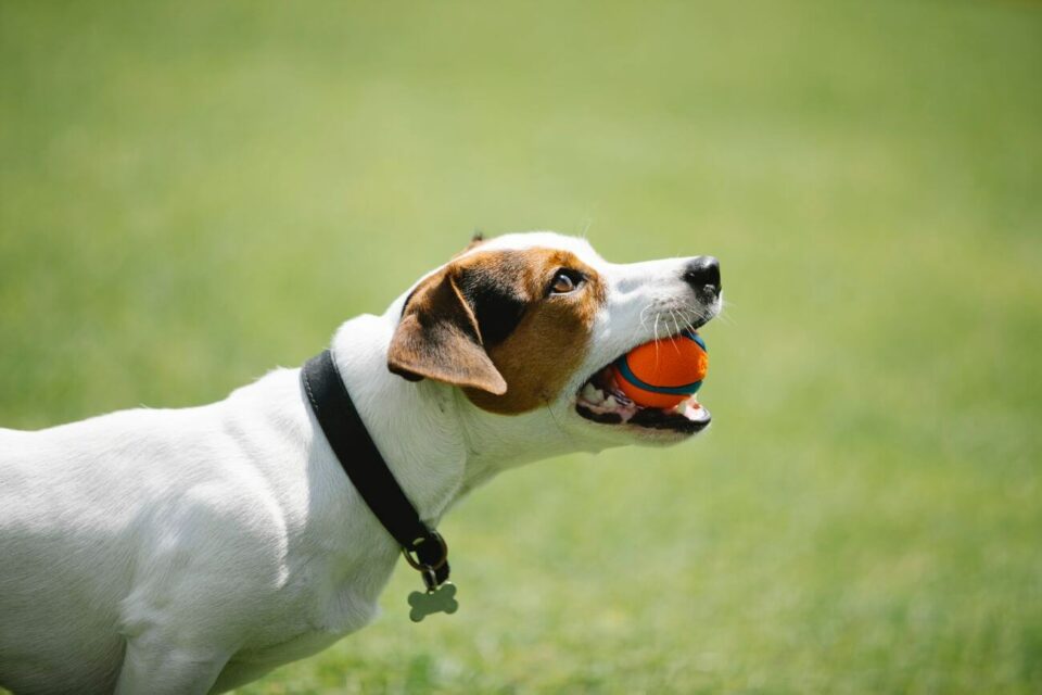 Rak u psa – diagnostyka i leczenie nowotworów u psów | Zwierzaki