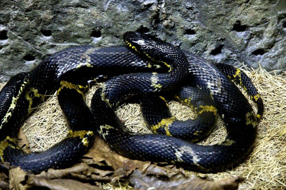 Czarna mamba – informacje i ciekawostki o wężu drzewnym | Zwierzaki