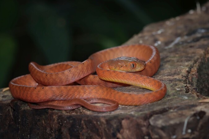 Pyton tygrysi – co warto o nim wiedzieć? | Zwierzaki