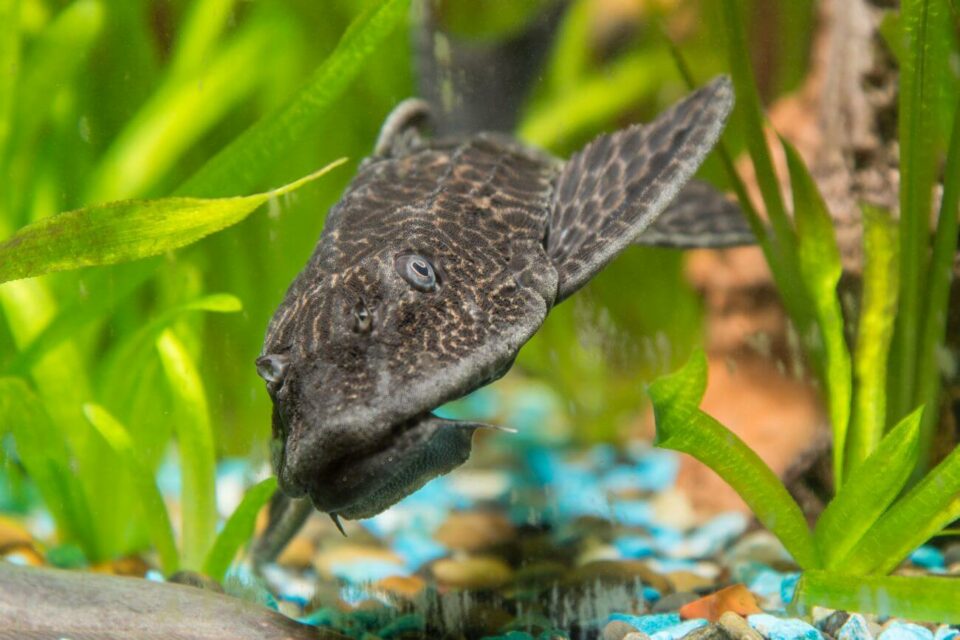 Glonojady – poznaj najpopularniejsze gatunki | Zwierzaki