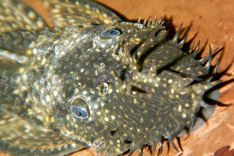 Welonki – wszystkie informacje o gatunku