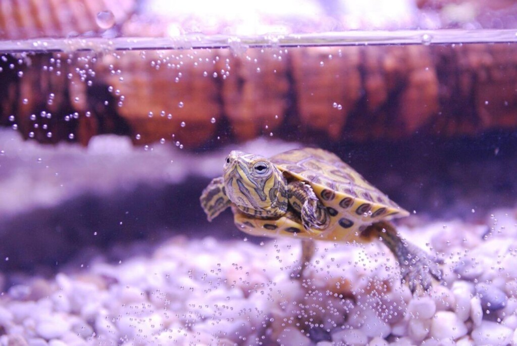 Żółw sępi – tajemniczy i niebezpieczny gad