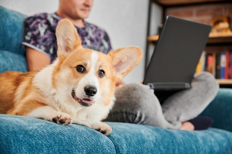 Angielskie imiona dla psa – najciekawsze propozycje