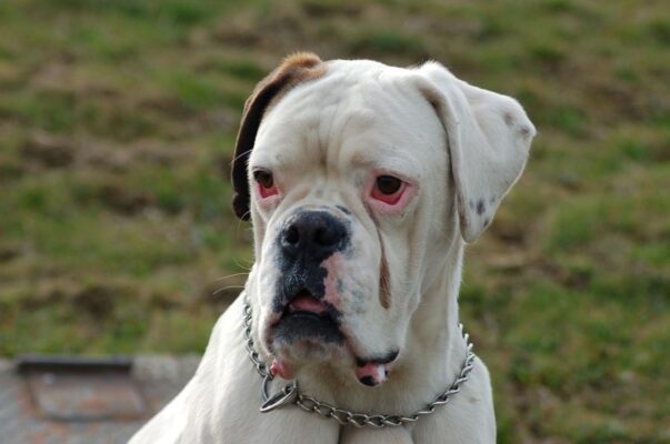 Bokser – opis rasy, cena, charakterystyka | Zwierzaki