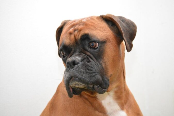 Bokser – opis rasy, cena, charakterystyka | Zwierzaki
