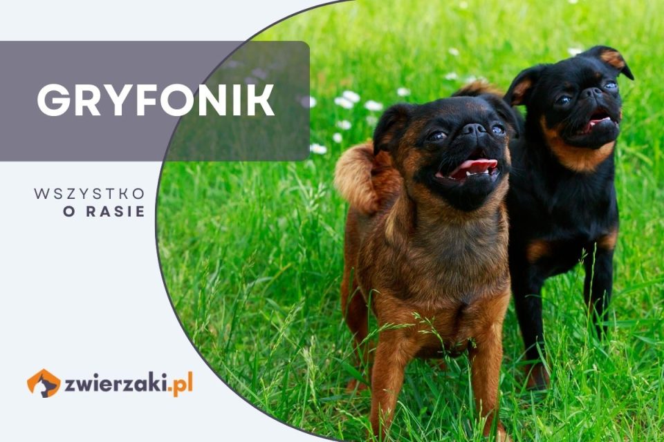 Pies gryfonik – brukselski, belgijski i brabancki: opis rasy