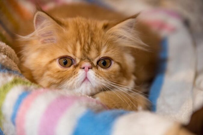 Kot perski – opis rasy, pielęgnacja, cena, hodowla