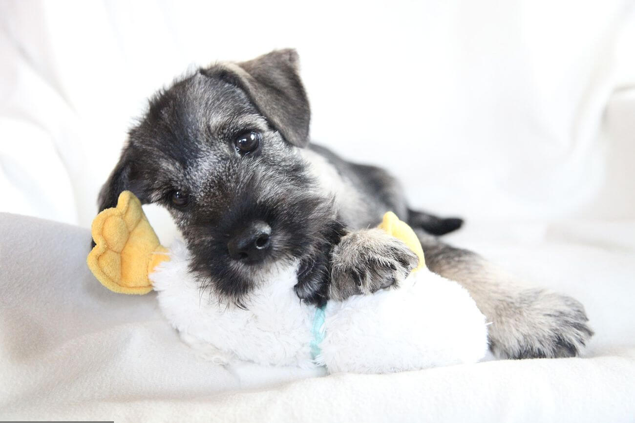 Sznaucer średni – opis rasy, charakter, długość życia, cena