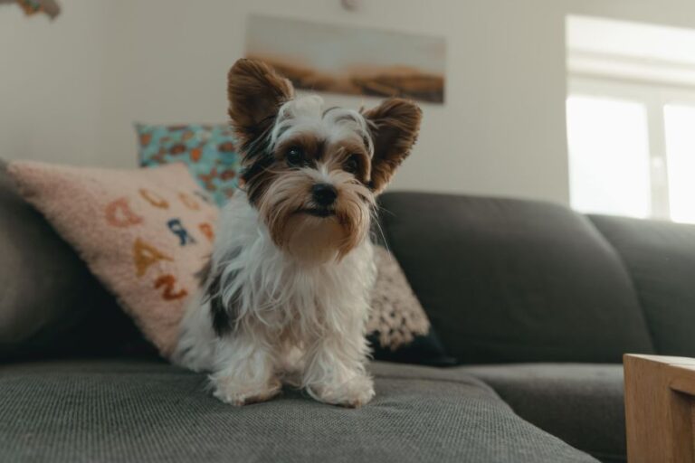 York biewer – charakter, wygląd, zdrowie | Zwierzaki