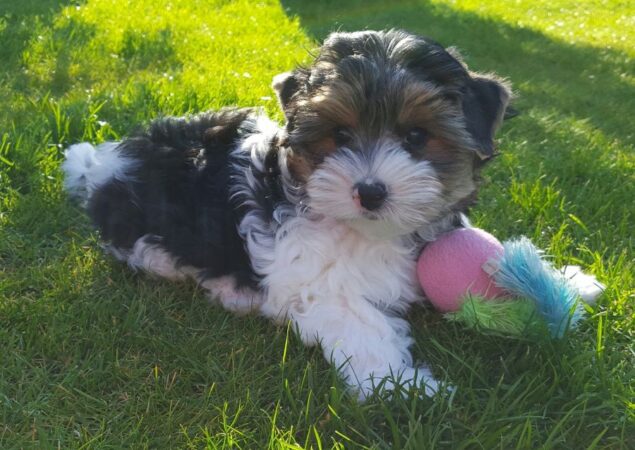 York biewer – charakter, wygląd, zdrowie | Zwierzaki