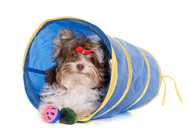 York biewer – charakter, wygląd, zdrowie | Zwierzaki