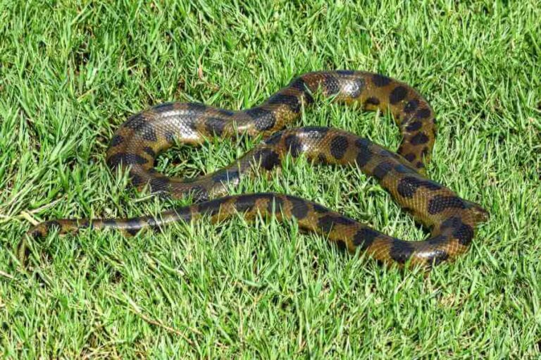 Anakonda zielona – największy wąż świata? | Zwierzaki