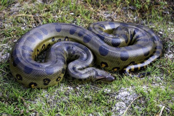 Anakonda zielona – największy wąż świata? | Zwierzaki