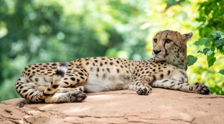 Gepard grzywiasty – jak wygląda? Informacje, zdjęcia