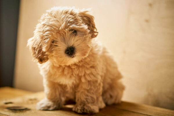Maltipoo ️ cena, hodowla, szczeniaki | Zwierzaki