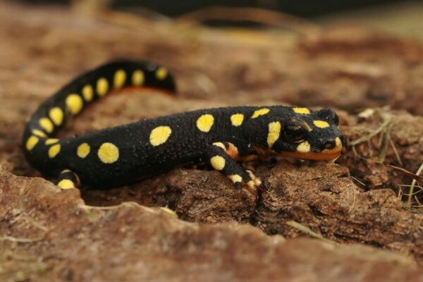 Salamandra plamista – jak wygląda, czy jest jadowita