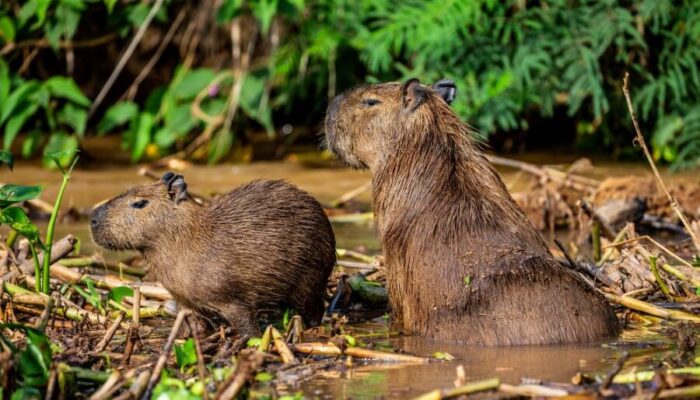 Kapibara – czy jest jak domowa świnka morska? | Zwierzaki