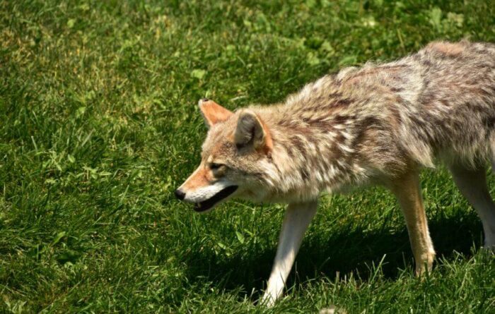 Kojot – występowanie, wygląd, zachowanie | Zwierzaki