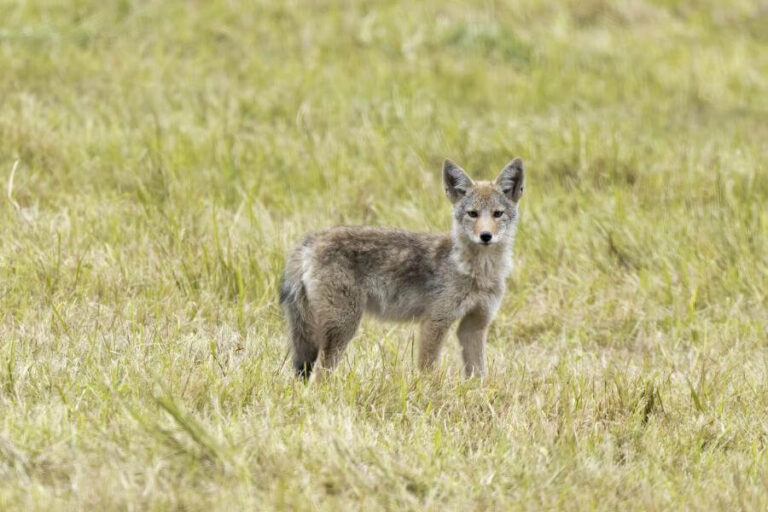 Kojot – występowanie, wygląd, zachowanie | Zwierzaki