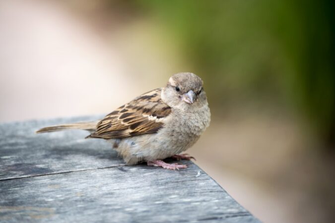 Wróbel – jak wygląda, co je, czym różni się od mazurka?