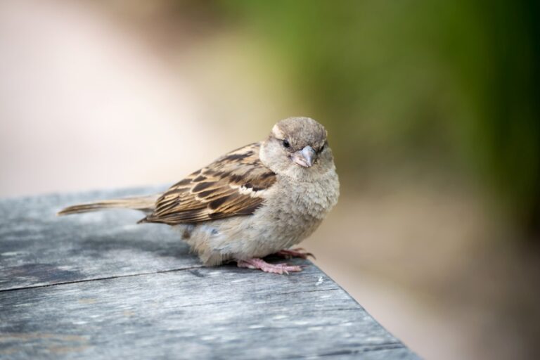 Wróbel – jak wygląda, co je, czym różni się od mazurka?