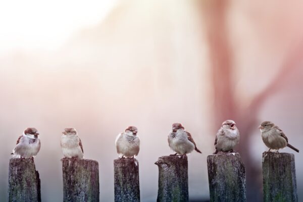 Wróbel – jak wygląda, co je, czym różni się od mazurka?