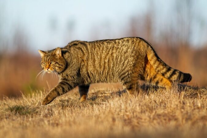 Żbik – informacje, zdjęcia, występowanie | Zwierzaki