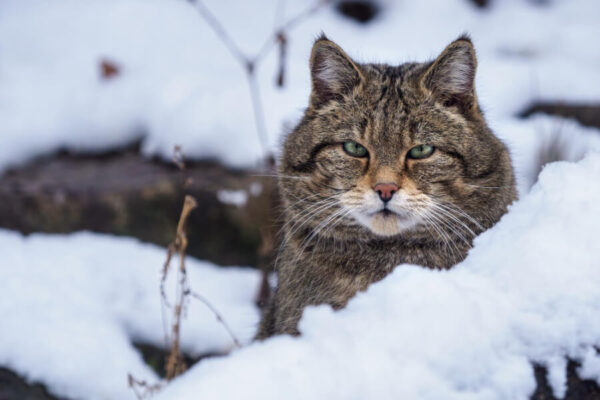 Żbik – informacje, zdjęcia, występowanie | Zwierzaki