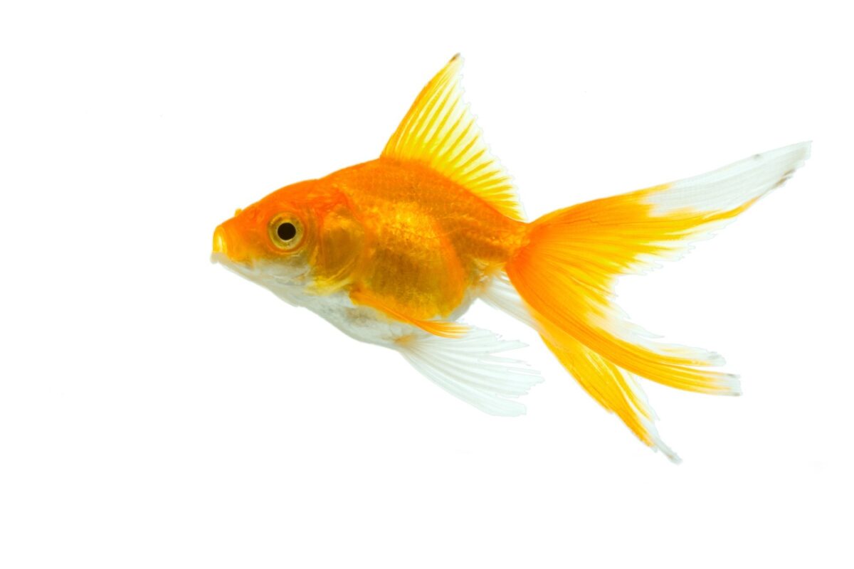 Gupiki – wszystkie informacje o gatunku | Zwierzaki