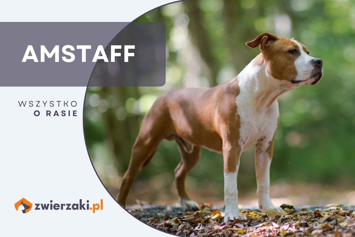 Amstaff – opis rasy, cena, charakterystyka | Zwierzaki
