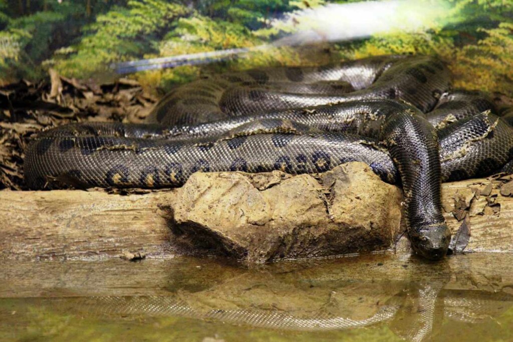 Czarna mamba – informacje i ciekawostki o wężu drzewnym | Zwierzaki