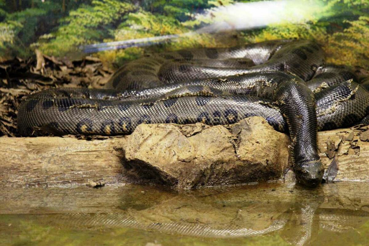 Czarna mamba – informacje i ciekawostki o wężu drzewnym | Zwierzaki